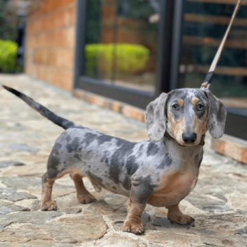 Criadero Perro salchicha - Teckel 2024 - Dinastía Cachorros Medellin ...