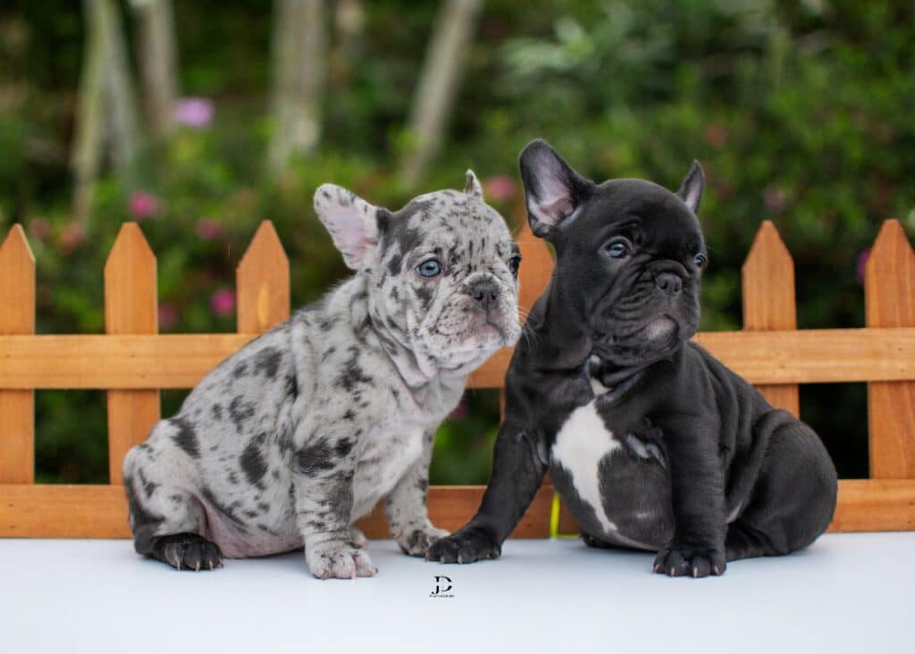 Criadero Bulldog Francés Medellin - Dinastía Cachorros Medellin