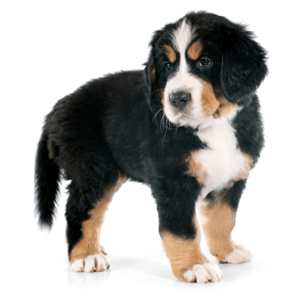 Inicio - Dinastía Cachorros Medellin