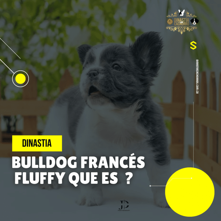 BULLDOG FRANCÉS FLUFFY QUÉ ES ? - Dinastía Cachorros Medellin Criadero ...