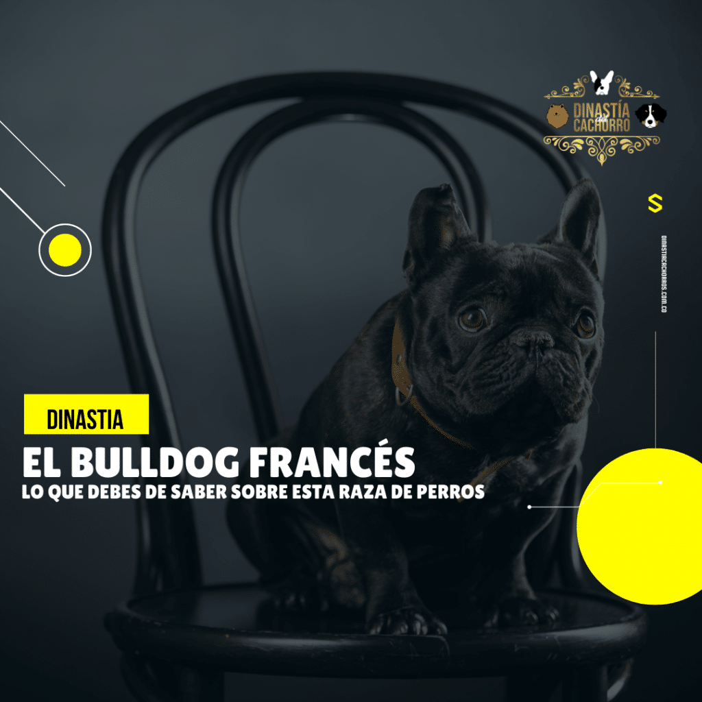 BULLDOG FRANCÉS, LO QUE DEBES SABER