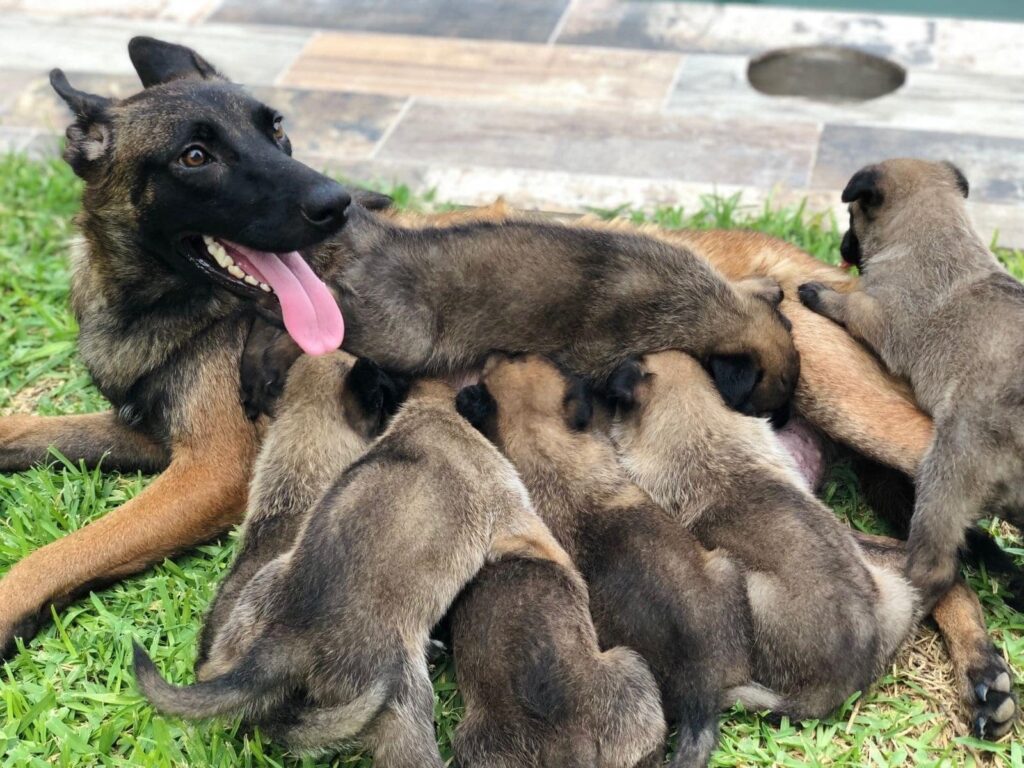 Criadero Pastor Belga Malinois - Dinastía Cachorros Medellin