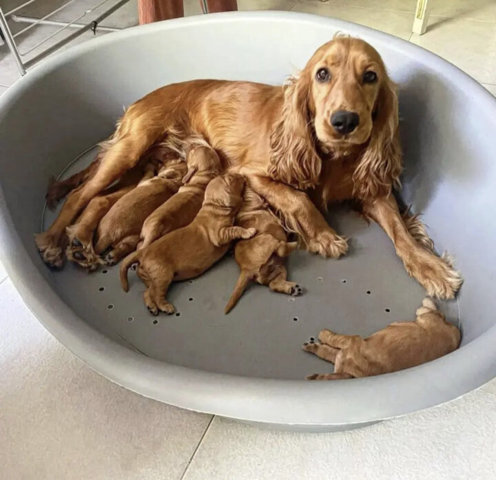 Criadero Cocker spaniel Medellin 2024 - Dinastia Cachorro Colombia