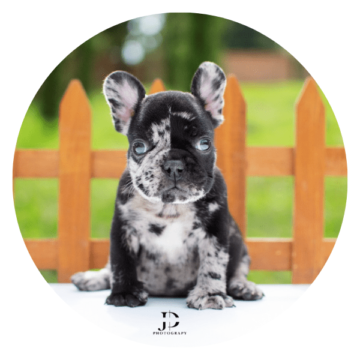 Bulldog Frances Merle - Dinastía Cachorros Medellin Criadero de Perros