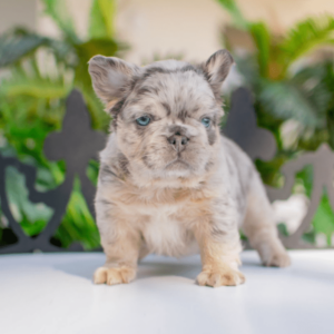 Criadero Bulldog Frances Fluffy 2025 - Dinastía Cachorros Medellin Colombia