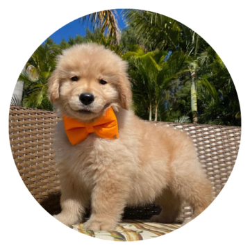 Venta Golden Retriever Medellín 2025