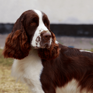 Criadero Springer Spaniel Medellin 2025 - Dinastia Cachorros Colombia