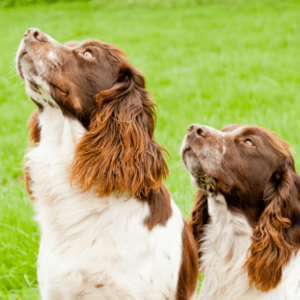 Criadero Springer Spaniel Medellin 2025 - Dinastia Cachorros Colombia