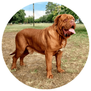 Criadero Dogo de Burdeos 2024 - Dinastía Cachorros Medellin Colombia