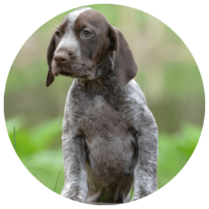 Criadero Pointer o Braco Aleman - Dinastía Cachorros Medellin Colombia