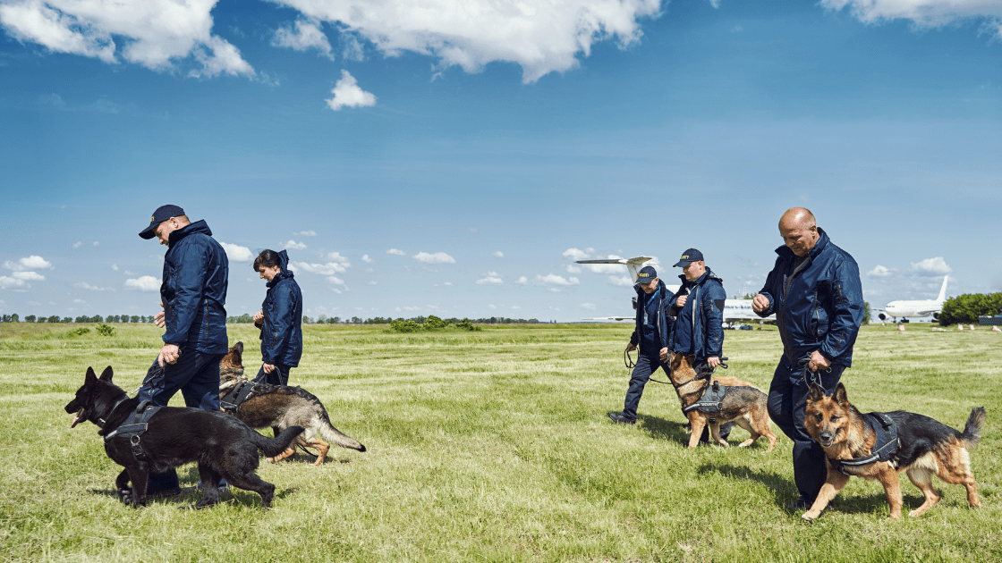 Razas Protectoras - Dinastía Cachorros Medellin Criadero de Perros