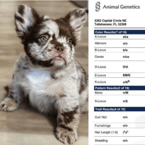 Criadero Bulldog Frances Fluffy 2025 - Dinastía Cachorros Medellin Colombia