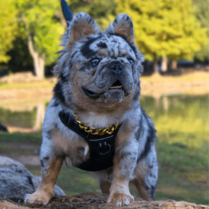 Criadero Bulldog Frances Fluffy 2025 - Dinastía Cachorros Medellin Colombia